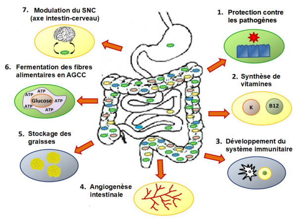 Il est comment ton microbiote ? - Marcelle