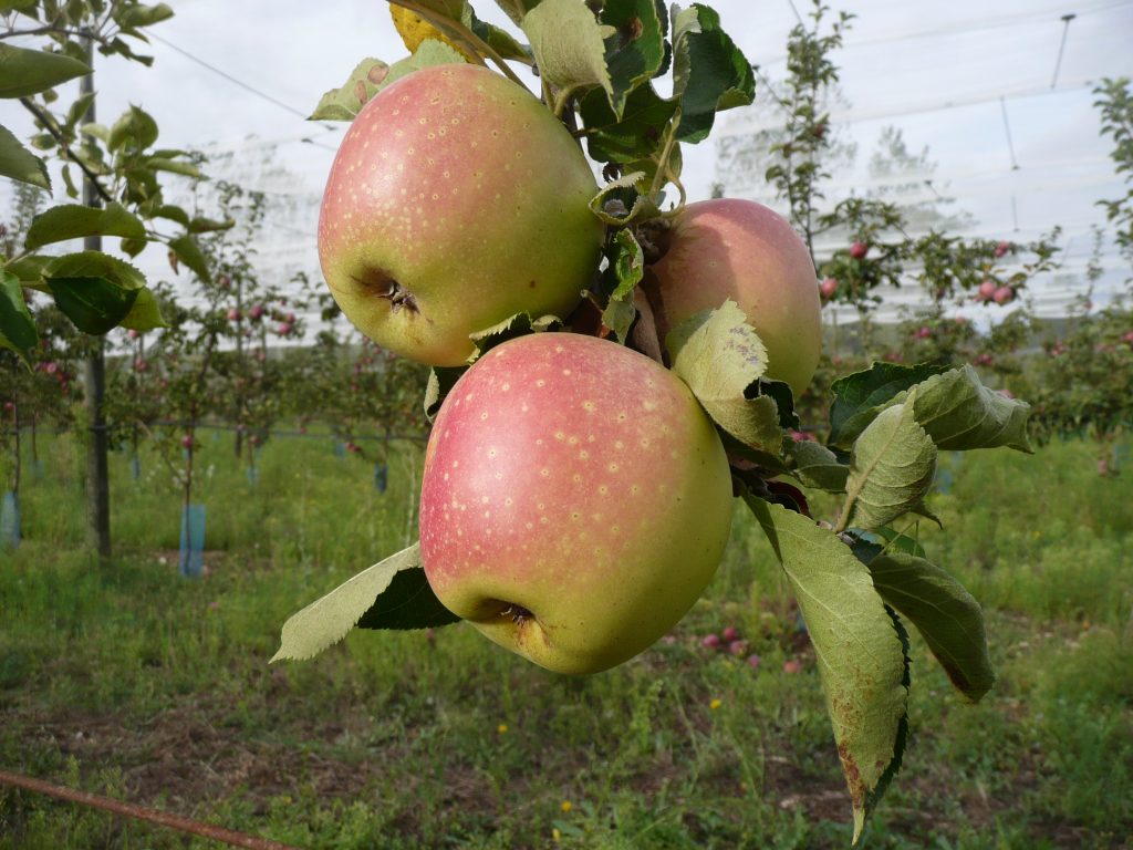 Un verger conservatoire pour préserver les variétés anciennes de fruits ...