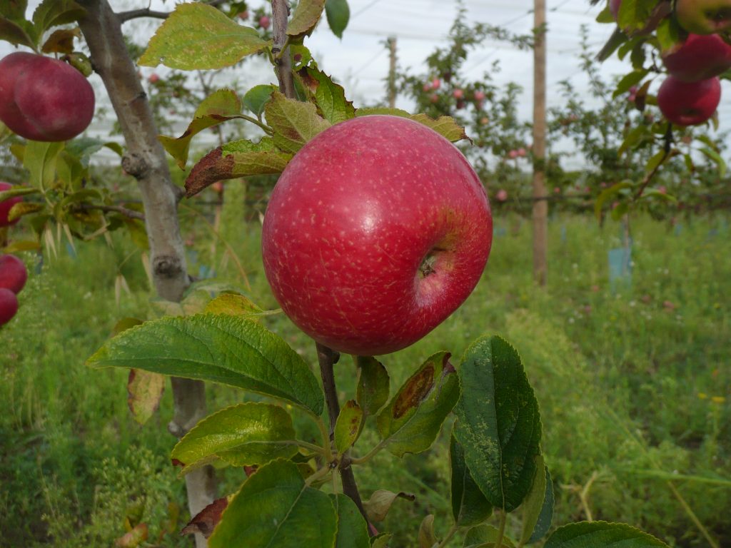 Un verger conservatoire pour préserver les variétés anciennes de fruits ...