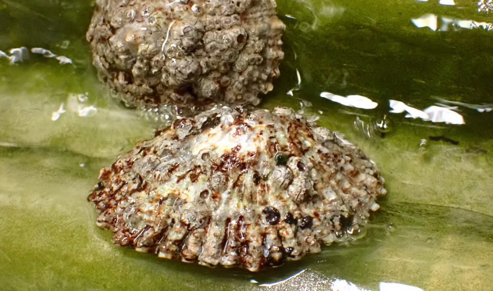 Un mollusque méditerranéen sauvé de la disparition grâce à des ...
