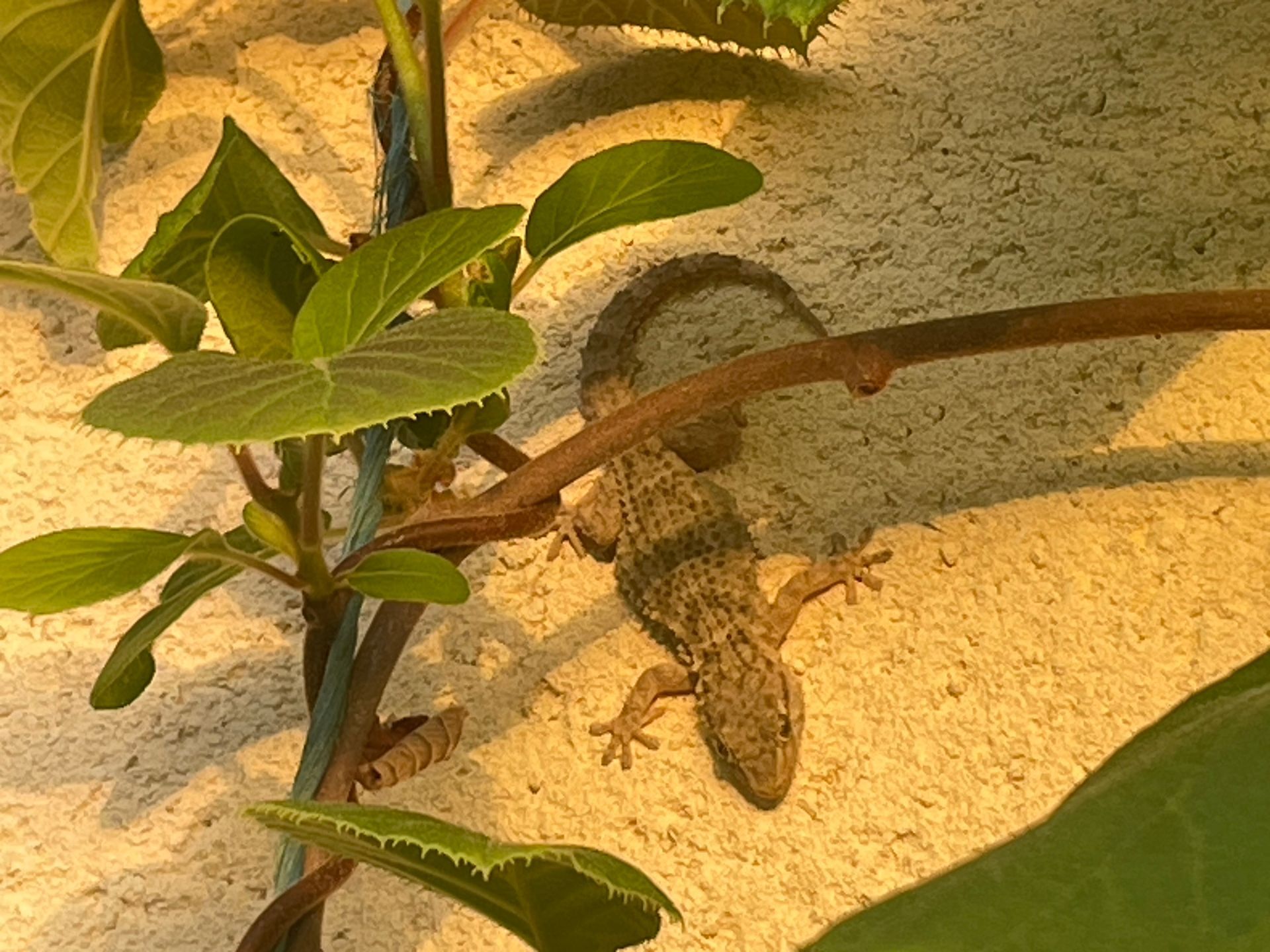 Balance ton gecko ! - Marcelle